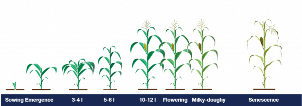 Key Growth Stages of Maize - MAS Seeds UK